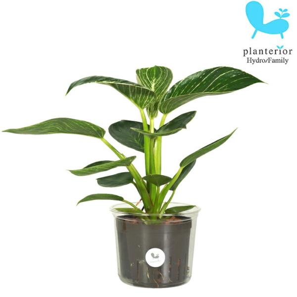 品種名：フィロデンドロン バーキン英　名：Philodendron 'Birkin’容　器：プラスチック植込材：レカトン科・属：サトイモ科 フィロデンドロン属サイズ：内容器（茶）サイズ：W8.5cm×H7ｃｍ植物サイズについては画像を参照く...