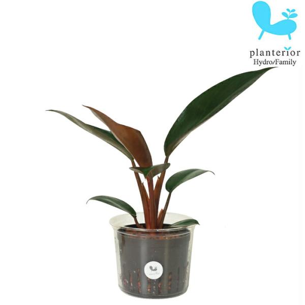 品種名：フィロデンドロン　ロジョコンゴ英　名：Philodendron?“Rojo Congo”容　器：プラスチック植込材：レカトン科・属：サトイモ科　フィロデンドロン属サイズ：内容器（茶）サイズ：W8.5cm×H7ｃｍ植物サイズについては...