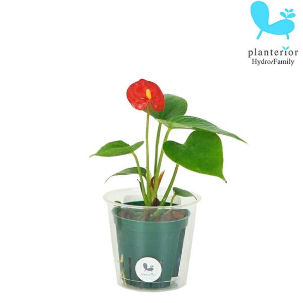 品種名：アンスリウム英　名：Anthurium容　器：プラスチック植込材：レカトン  科・属：サトイモ科　アンスリウム属サイズ:内容器（緑）サイズ：W6.2cm×H5.5ｃｍ植物サイズについては画像を参照ください。画像はおよその目安にて、実...