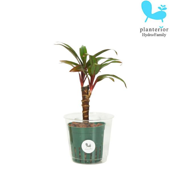 品種名：コルディリネ　パープルコンパクタ英　名：Cordyline purple compacta容　器：プラスチック植込材：レカトン  科・属：キジカクシ科　リュウケツジュ属サイズ：鉢サイズ：W6.2cm×H5.5cm植物サイズについては...