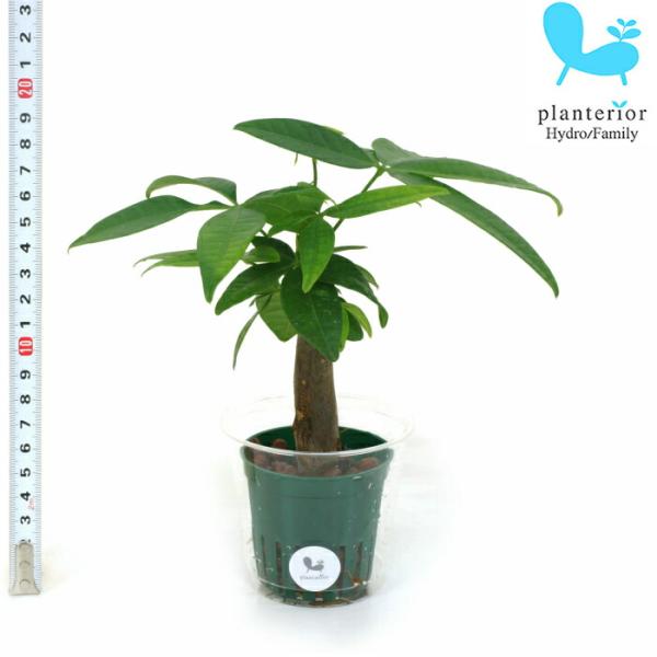 品種名：パキラ英　名：Pachira容　器：プラスチック植込材：レカトン 科・属：パンヤ科　パキラ属  サイズ：内容器（緑）サイズ：W6.2cm×H5.5ｃｍ植物サイズについては画像を参照ください。画像はおよその目安にて、実際のものとは異な...