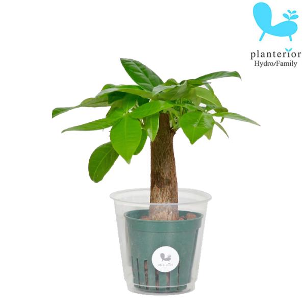 品種名：パキラ英　名：Pachira容　器：プラスチック植込材：レカトン 科・属：パンヤ科　パキラ属  サイズ：内容器（緑）サイズ：W6.2cm×H5.5ｃｍ植物サイズについては画像を参照ください。画像はおよその目安にて、実際のものとは異な...