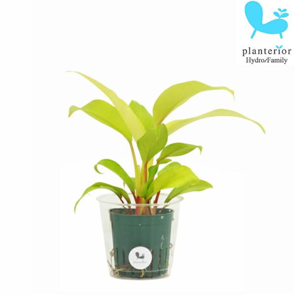 品種名：フィロデンドロン　マレービューティー英　名：Philodendron　‘Malay Beauty’容　器：プラスチック植込材：レカトン  科・属：サトイモ科　フィロデンドロン属サイズ:内容器（緑）サイズ：W6.2cm×H5.5ｃｍ植...