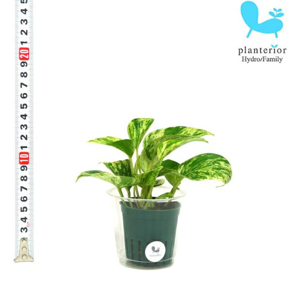 品種名：ポトス　マーブル英　名：Epipremnum aureum ‘Marbleqween’容　器：プラスチック植込材：レカトン科・属：サトイモ科　エピプレムヌム属 サイズ：内容器（緑）サイズ：W6.2cm×H5.5ｃｍ植物サイズについて...