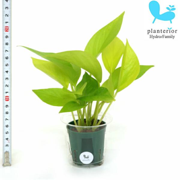 品種名：ポトス　ライム英　名：Epipremnum aureum‘Lime’容　器：プラスチック植込材：レカトン 科・属：サトイモ科　エピプレムヌム属 サイズ：内容器（緑）サイズ：W6.2cm×H5.5ｃｍ植物サイズについては画像を参照くだ...