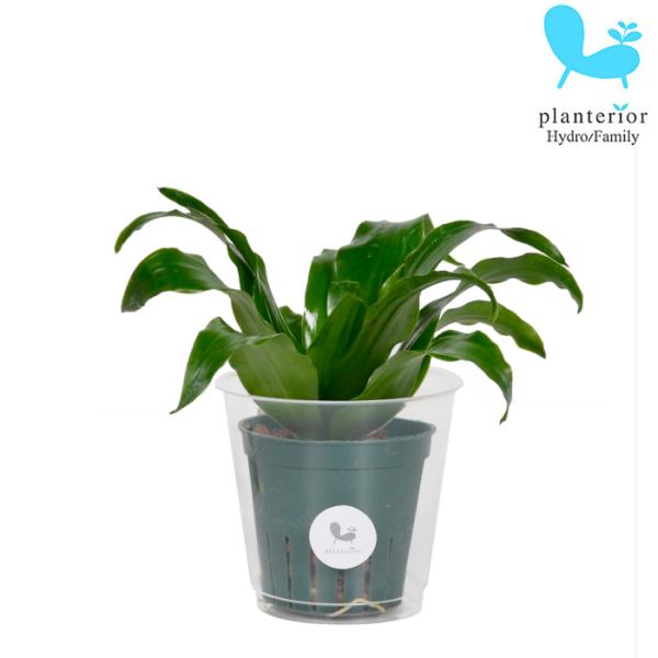 品種名：ドラセナ　コンパクタ英　名：Dracaena fragrans 'Compacta' 容　器：プラスチック植込材：レカトン 科・属：キジカクシ科　ドラセナ属 サイズ：内容器（緑）サイズ：W6.2cm×H5.5cm植物サイズについては...