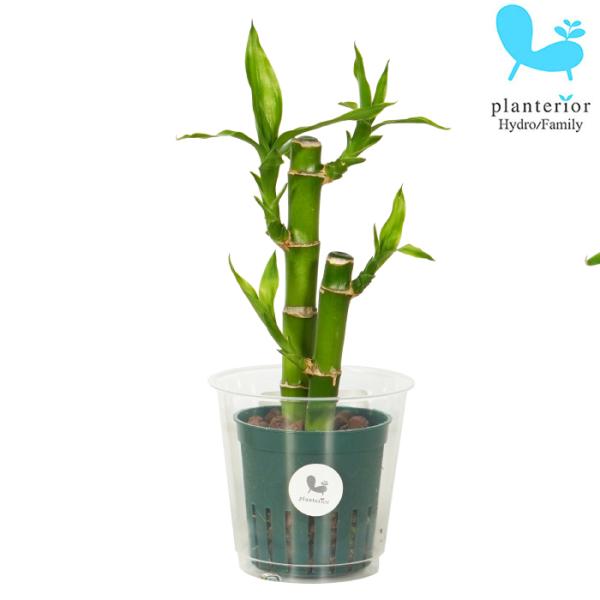 品種名：ミリオンバンブー英　名：Dracaena sanderiana　容　器：プラスチック植込材：レカトン 科・属：キジカクシ科　ドラセナ属 サイズ：内容器（緑）サイズ：W6.2cm×H5.5cm植物サイズについては画像を参照ください。画...