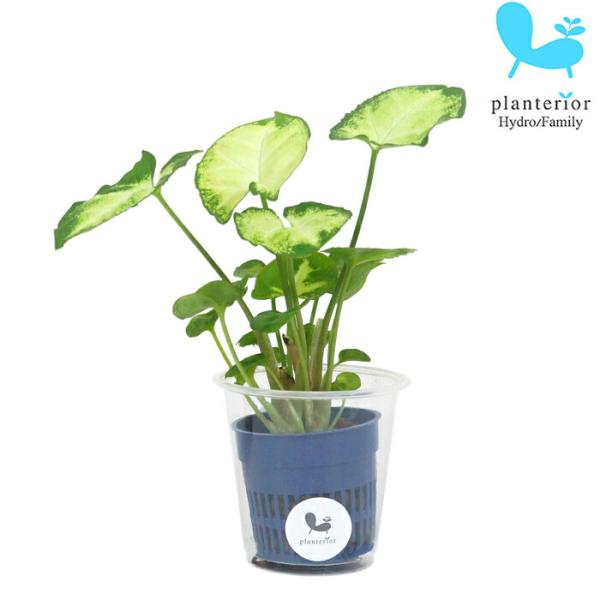品種名：シンゴニウム　ピクシー英　名：Syngonium podophyllum "compacta"容　器：プラスチック植込材：レカトン 科・属：サトイモ科　シンゴニウム属サイズ：内容器（青）サイズ：W4.5cm×H４ｃｍ植物サイズについ...