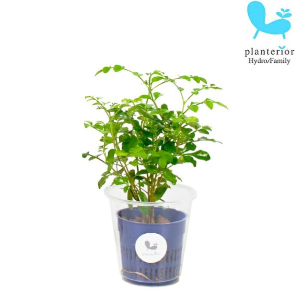 品種名：トネリコ英　名：Fraxinus japonica容　器：プラスチック植込材：レカトン科・属：モクセイ科　トネリコ属サイズ：内容器（青）サイズ：W4.5cm×H4ｃｍ植物サイズについては画像を参照ください。画像はおよその目安にて、実...