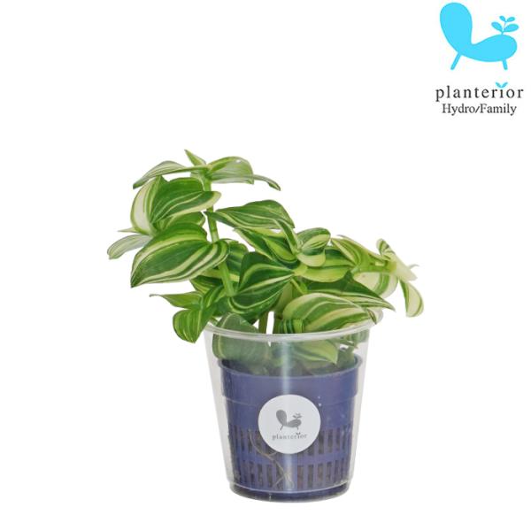 品種名：トラディスカンチア　バリエガータ英　名：Tradescantia fluminensis 'Variegata'容　器：プラスチック植込材：レカトン 科・属：ツユクサ科　トラディスカンチア属 サイズ：内容器（青）サイズ：W4.5cm...