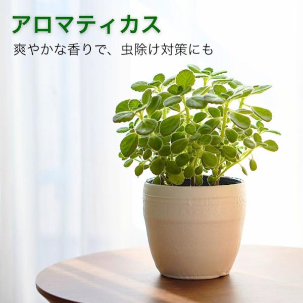 品種名：アロマティカス英　名：Aromaticus (cuba oregano)　科　：シソ科　属　：プレクトランサス属植込材：培養土サイズ鉢サイズ：3.5寸（直径約10.5cm）植物の高さ：鉢底から約20cm置き場所 直射日光を避けた明る...
