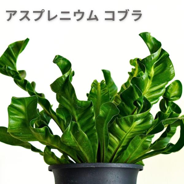 品種名：アスプレニウム　コブラ英　名：Asplenium　 'Cobra'　科　：チャセンシダ科　属　：アスプレニウム属植込材：培養土サイズ鉢サイズ：5寸（直径約15cm）植物の高さ：鉢底から約30cm置き場所 直射日光を避けた明るい室内に...
