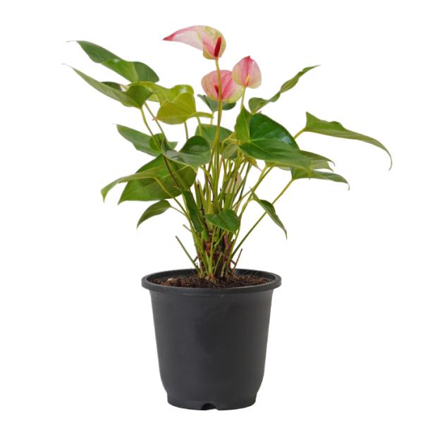 品種名：アンスリウム　ミスティーク英　名：Anthurium 'Mystique'　科　：サトイモ科　属　：アンスリウム属植込材：培養土受け皿：付属していませんサイズ鉢サイズ：5寸（直径約15cm）植物の高さ：鉢底から約40cm 置き場所 ...