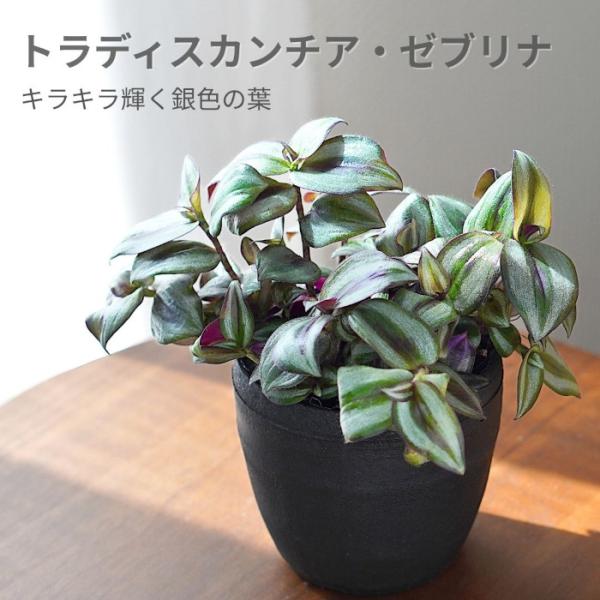 品種名：トラディスカンチア　ゼブリナ　ペンデュラ英　名：Tradescantia zebrina pendula　科　：ツユクサ科　属　：ムラサキツユクサ属植込材：培養土サイズ鉢サイズ：3.5寸（直径約10.5cm）植物の高さ：鉢底から約1...