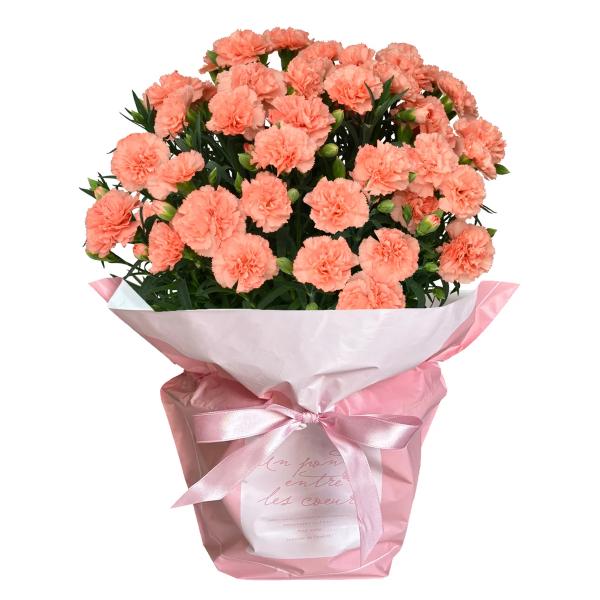 商品の特徴5月10日は母の日、感謝の気持ちをお花で贈りませんか。特大のカーネーション一般的な5号鉢と比べボリューム満点暖かみのある上品な花色が魅力 母の日アイテムのお届けについて【通常】受注配送期間ご注文締め切り日：5月7日お届け期間：5月...