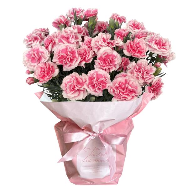 5月10日は母の日、感謝の気持ちをお花で贈りませんか。特大のカーネーション一般的な5号鉢と比べボリューム満点ふんわりとした優しい花色が魅力 母の日アイテムのお届けについて【通常】受注配送期間ご注文締め切り日：5月7日お届け期間：5月5日〜1...