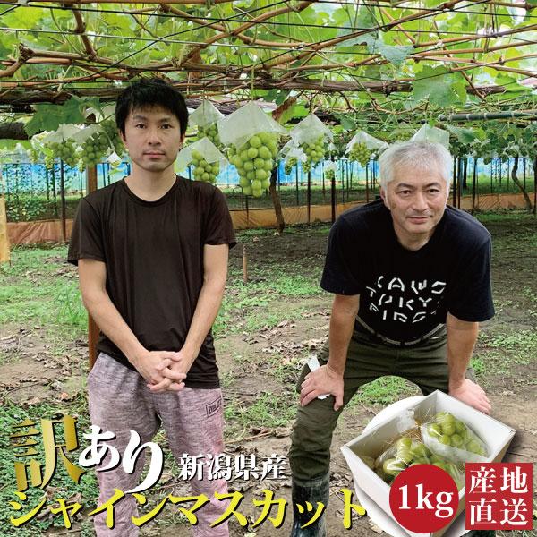 新潟市西蒲区の豊かな自然とミネラル豊富な肥沃な土壌で育まれた、ホーマー農場自慢のシャインマスカット。種なしで皮ごとパリッと食べられる、まさに宝石のようなぶどうです。 内容量：1 房 約500g × 2房（合計 約1kg） 等級：秀品（贈答用...