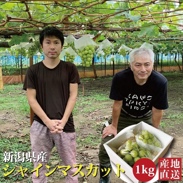 新潟市西蒲区の豊かな自然とミネラル豊富な肥沃な土壌で育まれた、ホーマー農場自慢のシャインマスカット。種なしで皮ごとパリッと食べられる、まさに宝石のようなぶどうです。 内容量：1 房 約500g × 2房（合計 約1kg） 等級：秀品（贈答用...