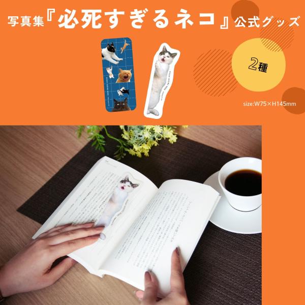 大人気写真集『必死すぎるネコ』（沖昌之著／辰巳出版）から、可笑しくも愛おしい猫たちのグッズが誕生。デザインは2種類。インパクトたっぷりでありながら普段づかいもしやすいので、自分用にはもちろん、贈り物にもぴったりです。※他にも、Tシャツ・トー...