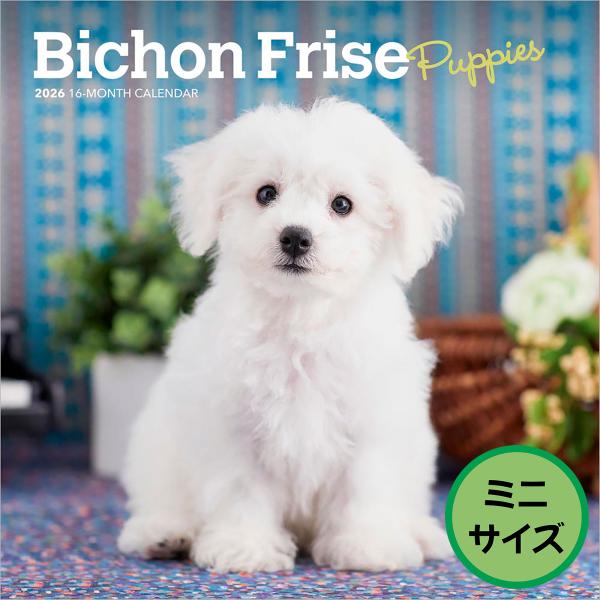 2026年版アメリカ・ブラウントラウト社製、ビション・フリーゼの子犬のミニカレンダーです。 フランス原産の犬で、「ビション」はマルチーズ、「フリーゼ」は巻き毛という意味がフランス語にあります。【サイズ】35.6 x 17.8 cmカレンダー...