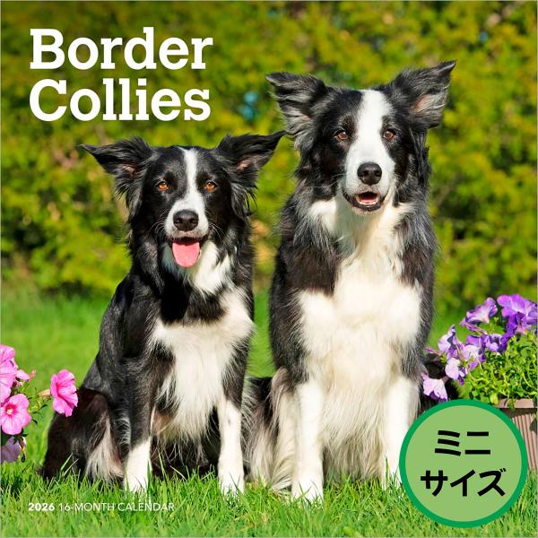 2026年版アメリカ・ブラウントラウト社製、ボーダー・コリーのミニカレンダーです。 イギリス原産の牧羊犬種であり、「ボーダー」の名称は原産地がイングランドとスコットランド、イングランドとウェールズの国境地域であることに由来するそうです。ブリ...