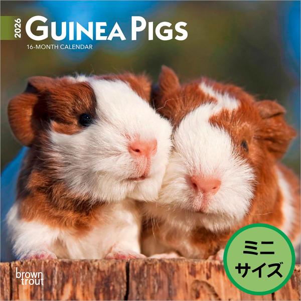 2026年版アメリカ・ブラウントラウト社製、モルモットのミニカレンダーです。南アメリカ大陸に生息する野生のテンジクネズミが原点とも言われています。本来、野生では5〜10頭程度の群れを作って生活します。ハムスターなどと同様、飼いやすい小動物と...