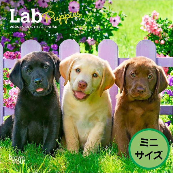 2026年版アメリカ・ブラウントラウト社製、ラブラドール・レトリバーの子犬のミニカレンダーです。欧米では中型犬とされることも多いですが、日本では大型犬とされています。レトリバーと呼ばれる狩猟犬の一種ですが、そのフレンドリーで賢い性格から現在...