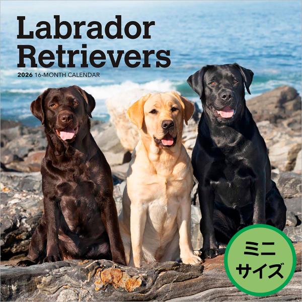 2026年版アメリカ・ブラウントラウト社製、ラブラドール・レトリバーのミニカレンダーです。イエロー、ブラック、チョコレート色のラブラドールが楽しめます。欧米では中型犬とされることも多いですが、日本では大型犬とされています。レトリバーと呼ばれ...