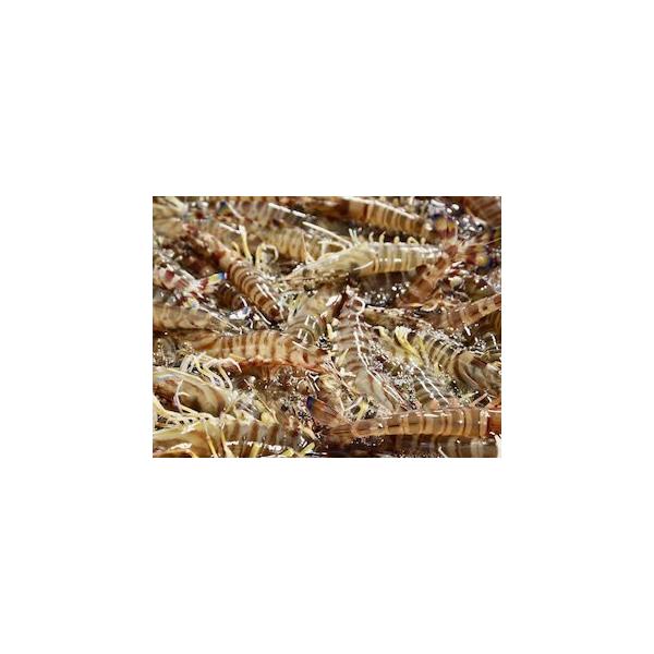 「商品情報」商品の説明【本商品の到着指定日について】到着指定日を31日と1日にご指定の場合は年末年始の為、配送に遅れが生じ指定日までの到着に遅れが出る可能性がございますのであらかじめご了承ください。 久米島の当養殖場では、品質を維持するため...