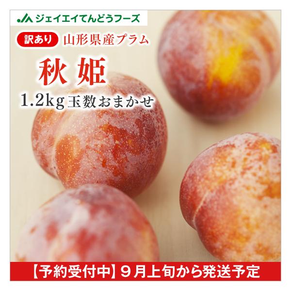 【発売日：2026年09月05日】◆発送時期のご案内弊社から≪9月上旬より順次≫出荷開始の予定です。生育状況に応じて出荷時期が前後する場合があります。（注）お届け日指定不可◆納品明細書・領収書誠に恐れ入りますが、原則として省略させて頂きます...