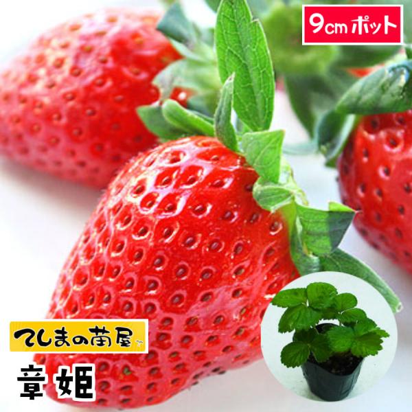 8〜11月出荷●1果18gほどの縦長円錐形果。●多収●鮮紅色のつややかな実は、密でやわらかくとても甘く、濃厚な味わい。