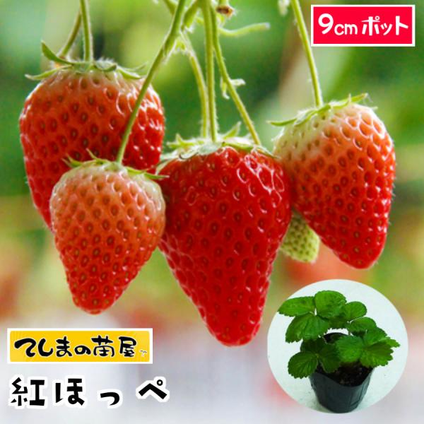 8〜11月出荷●1果15〜20g。着果数を制限すると、1果約100gにもなる長円錐形果。●鮮紅色で果肉も赤く色づく特徴をもつ。●糖度が高く、甘さの中に適度な酸味が調和する絶妙なおいしさ。●「章姫」×「さちのか」交配種。