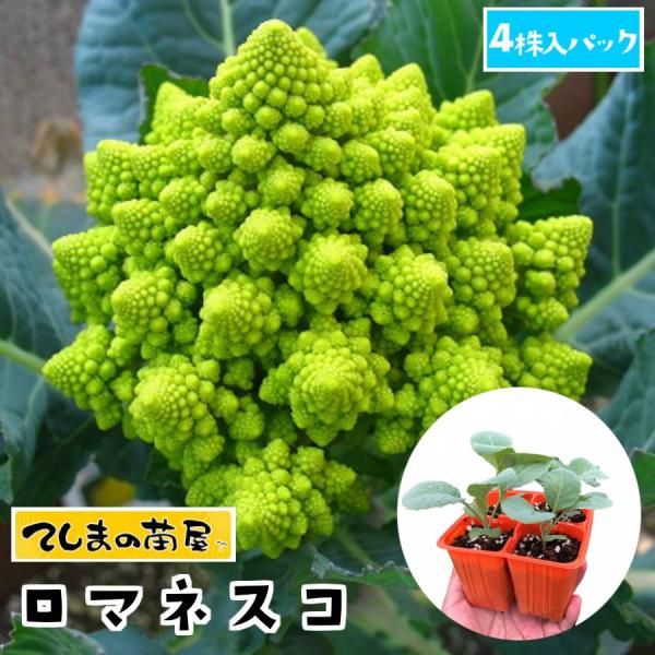 ●イタリア生まれの野菜で、カリフラワーの仲間です。●ほのかな甘みがあり、くせがないのでどんなお料理にも合います。●幾何学的な形状の花蕾が特徴です。●花蕾は幾何学的で、黄緑色をしています。