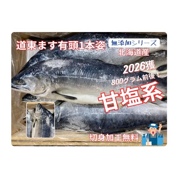 塩ます道東産(北海道産）2026年産 新物入荷 無添加シリーズ※普段お客様がご利用の1キロオーバーサイズの入荷が皆無です！鱒の入荷が大変少なく　小さなサイズではありますが新物販売しております。何卒ご理解の程宜しくお願い致します　この商品は無...