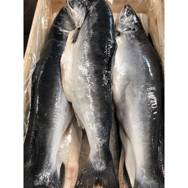 塩ます(北海道産）7.5キロ箱　未開封発送業務用木箱１箱に1尾1,2キロ前後の塩ますが６本入っております塩加減は甘塩です。お得業務用です