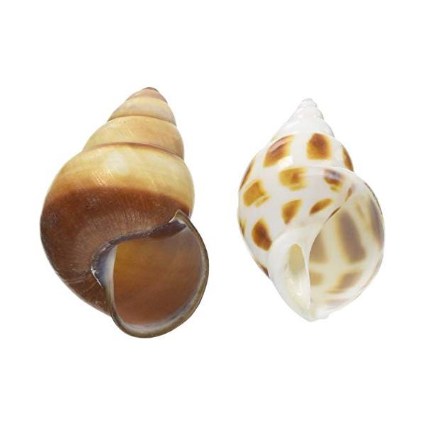 無し/無し/-・パッケージ個数:1・オカヤドカリは、体の成長に合わせて貝殻を帰る必要があります、宿替え用貝殻です。