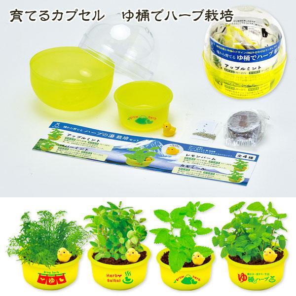 【商品詳細】種まき・水やり・成長を楽しめる、ハーブ栽培キット。セット内容の器のままでも栽培できますが、大きな鉢に植え替えることで、さらに元気に大きく育てることができます。お部屋で手軽にハーブ栽培を楽しめます♪【商品サイズ】約φ6.5×7cm...