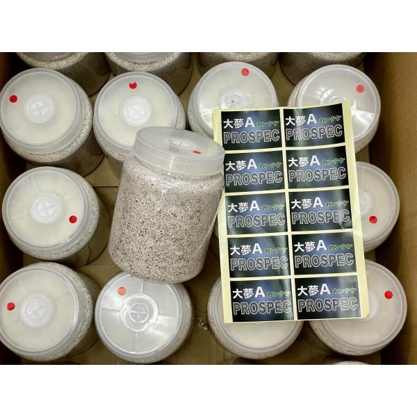 ■大夢 A カンタケ（クヌギ100％）PET800菌糸ボトル 【カンタケ菌のメリット】菌が強いため幼虫が食べている空間が再発菌します。そうすることで幼虫が動かずそのまま居食いができ体重が乗りやすい傾向が強いと言われています。メーカーより納品...