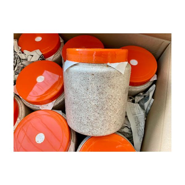 ■商品：S8カンタケ　2Lブロー2020年の羽化実績は能勢で92.7ミリを産み出した菌糸です！！管理温度は15〜25度です。26度が続きますと劣化が早くなりますのでご注意ください。また14度でキノコが出てきます。仕上げでは余裕で半年以上持ち...