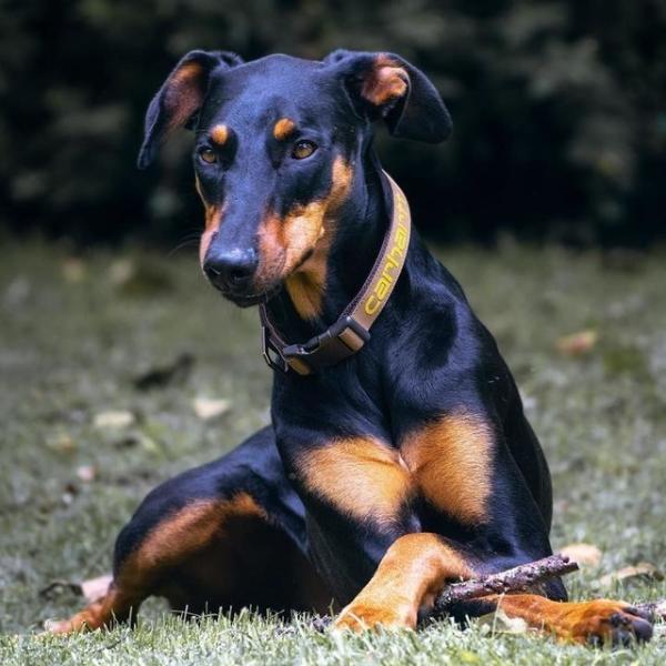 【商品名】USカーハート ロゴドッグ カラー 首輪 CARHARTT JOURNEYMAN COLLAR  【カラー】Carhartt Brown【サイズ】ML