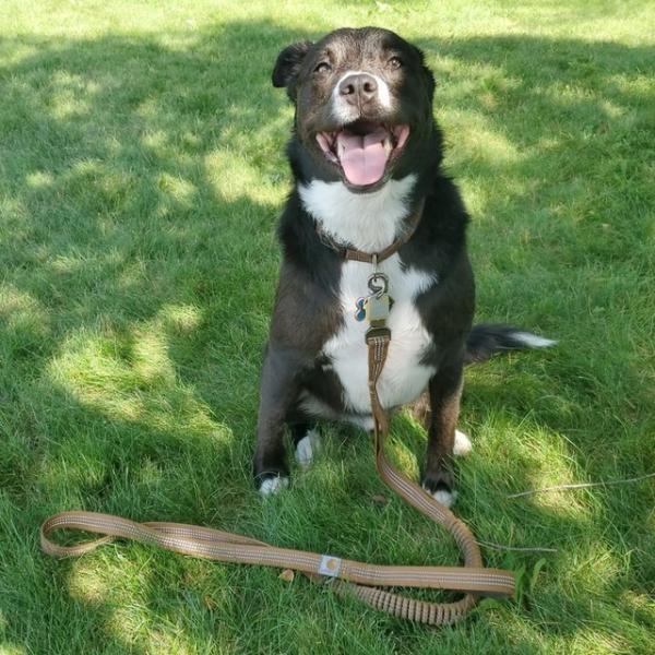 【商品名】USカーハート リード  CARHARTT Jcarhartt　SHOCK ABSORBING CONTROL LEASHバンジー加工のゴム入りリード日本未入荷なので目立つこと間違い無し！ 【カラー】Carhartt Brown【...