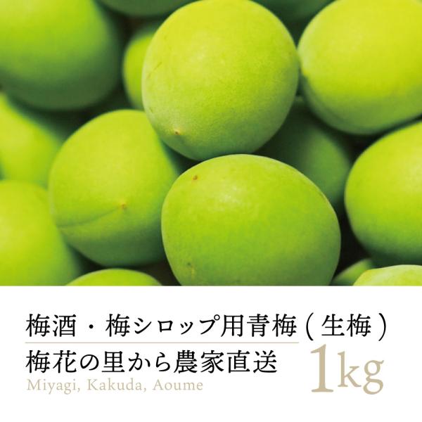 【発売日：2026年06月11日】・梅花の里から農家直送 朝採り大玉青梅梅酒や梅シロップ、梅ジュースに最適のフレッシュな青梅(生梅)を、梅農家直送でお届けします。青梅は収穫期が短く、とても繊細な果実です。産地の宮城県で一粒ずつ丁寧に手もぎ収...