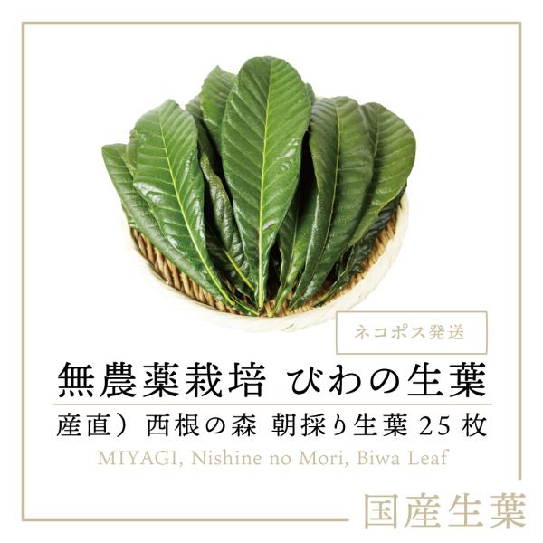 【発売日：2022年01月11日】・びわの葉の生葉宮城県の中山間地で自然に育つびわの木から収穫した生葉です。古来より様々な治療に用いられてきたびわの葉を、選別した25枚セットでお届けします。・安心安全な無農薬農薬を使わず自然な状態で育ったび...