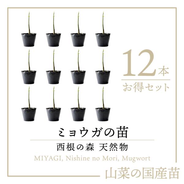 【発売日：2026年06月05日】- 西根の森 天然山菜 ミョウガのポット苗 -宮城県角田市にある西根地区。西根の森の天然山菜 ミョウガを、丁寧に手掘りしポット苗でお届けします。ミョウガは非常に繁殖力が強い多年草のため、毎年収穫を楽しめます...