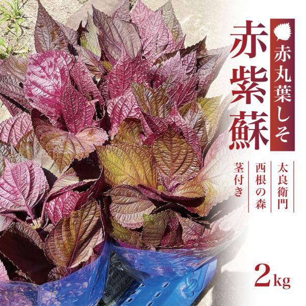 【発売日：2026年06月29日】●朝採り赤紫蘇 当日出荷宮城県の豊かな自然の中で育てた赤紫蘇を、鮮度そのまま茎付きでお届けします。香り高い赤紫蘇は、梅ジュースや梅干しづくりなどの梅仕事にオススメです。色づきがよく、美しい赤色と爽やかな香り...