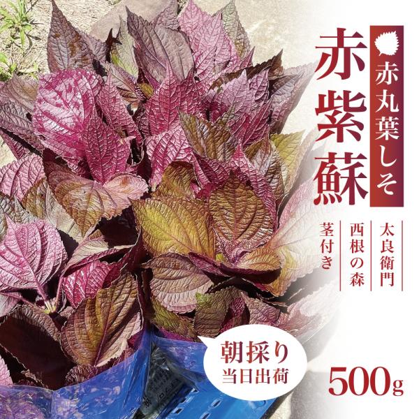 【発売日：2026年06月29日】●朝採り赤紫蘇 当日出荷宮城県の豊かな自然の中で育てた赤紫蘇を、鮮度そのまま茎付きでお届けします。香り高い赤紫蘇は、梅ジュースや梅干しづくりなどの梅仕事にオススメです。色づきがよく、美しい赤色と爽やかな香り...