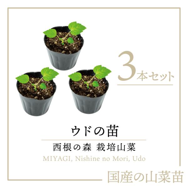 ・西根の森 うどのポット苗宮城県角田市にある西根地区。西根の森で栽培しているうどの苗をお届けします。生育旺盛で、年々収穫量を増やすことができます。手間が掛からず、栽培できるため、家庭菜園初心者の方にもオススメです。・注意事項・冬期は休眠期の...