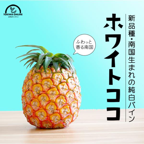 【発売日：2026年04月21日】■商品■　石垣島 パイナップル（ゴールドバレル）■内容量■　2玉入 1400g前後 （1玉 600g〜800g）※重量は目安です。異なる場合もあります■発送情報■　発送予定（納期情報）を必ずご確認ください。...