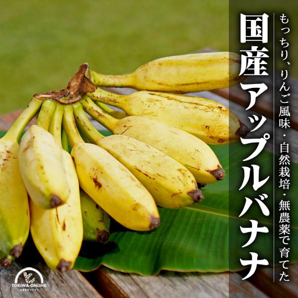 ■商品■　アップルバナナ（ナムワバナナ）無農薬■内容量■　約3kg■発送情報■　発送予定（納期情報）を必ずご確認ください。※注文殺到の場合は、さらにお届けに日数をいただく場合もあります。あらかじめご了承ください。■収穫時期■　通年※1月〜2...