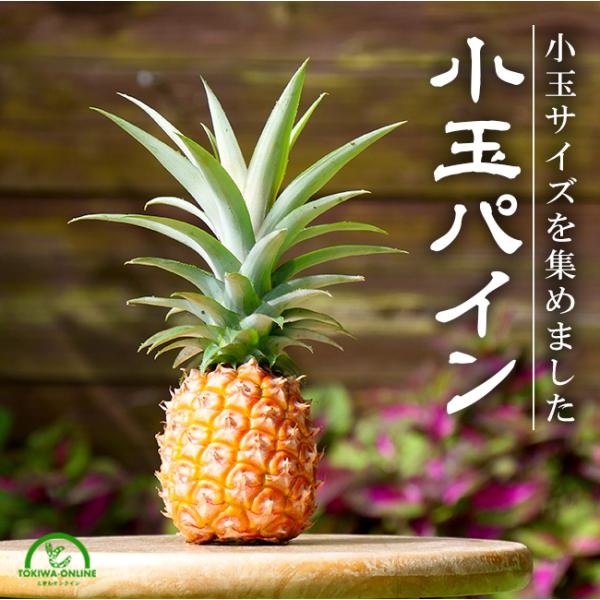 【発売日：2026年04月11日】■商品■　石垣島 小玉パイナップル（ピーチパイン・ミルクパイン）■内容量■　4〜6玉入（2kg前後）（1玉 300g〜500g）■発送情報■　発送予定（納期情報）を必ずご確認ください。※注文殺到の場合は、さ...